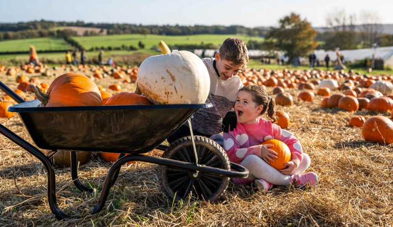 5 Amazing Pumpkin Patches Near Sheffield You Can Reach in 45 Minutes